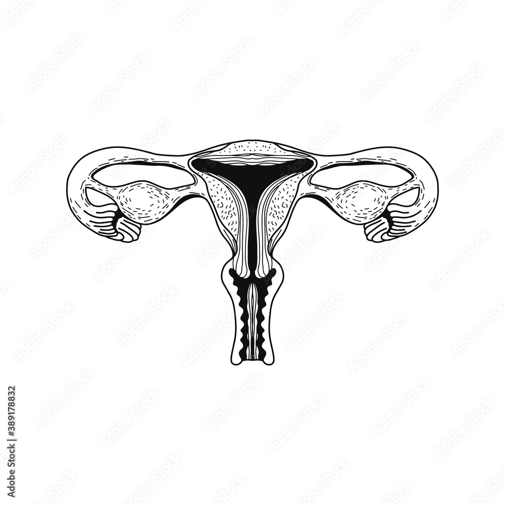Vector realistic female reproductive system. Eps 10 illustration can be ...