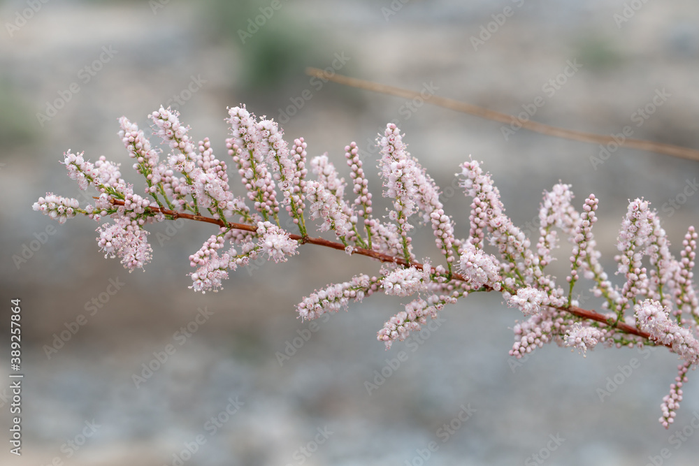 Small pink flowers of Chinese tamarisk saltcedar (Tamarix chinensis) an ...