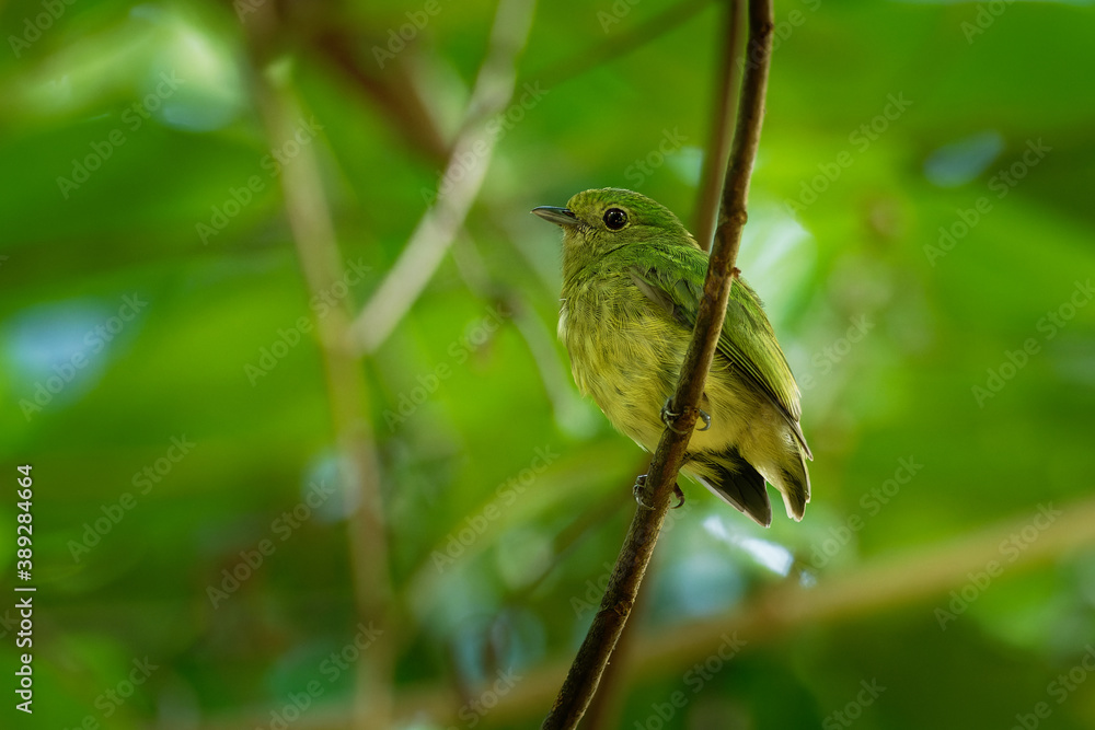 Red-capped manakin - Ceratopipra mentalis bird in the Pipridae family ...