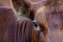 Brown Cow Portrait Free Stock Photo - Public Domain Pictures