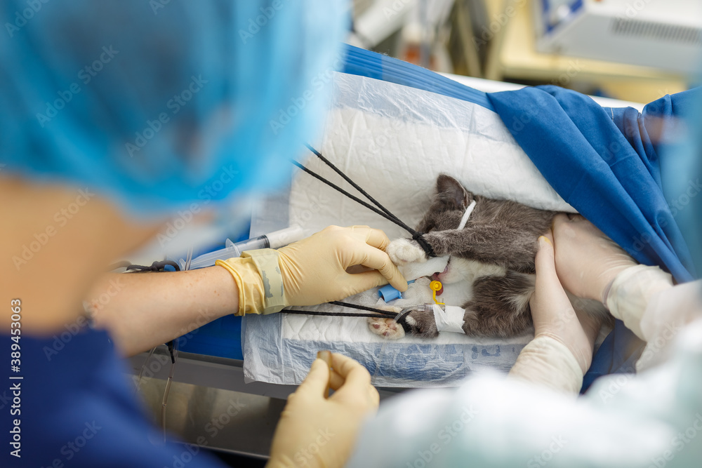 resuscitation of the cat after pulmonary edema and cardiac arrest ...