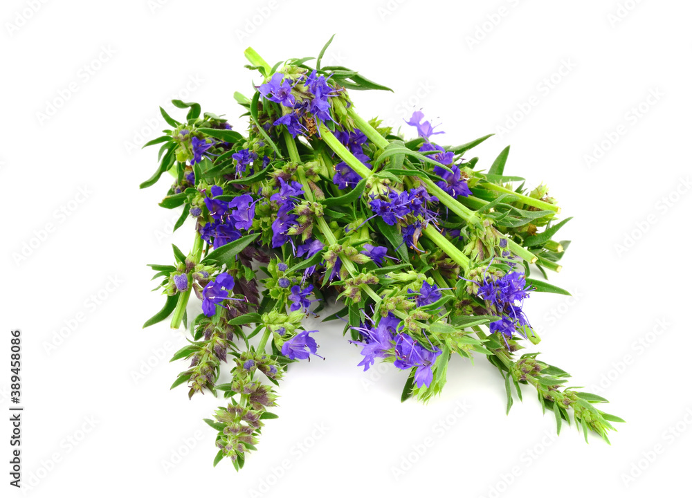 Fresh Hyssopus Officinalis Flower and Leaves. Hyssop Culinary ...