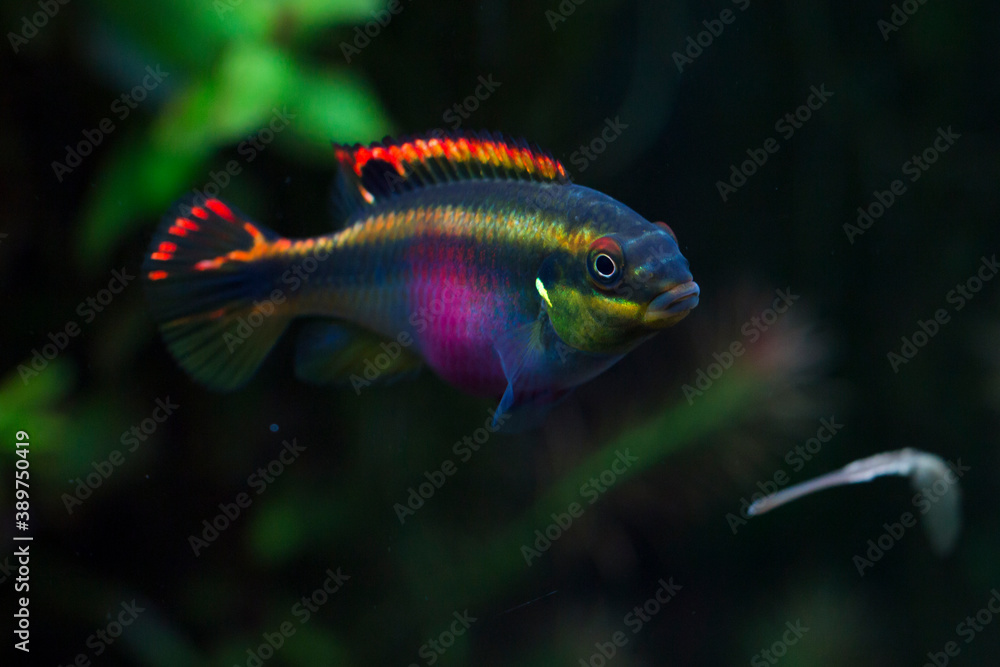 Colorful female Kribensis cichlid fish Stock Photo | Adobe Stock