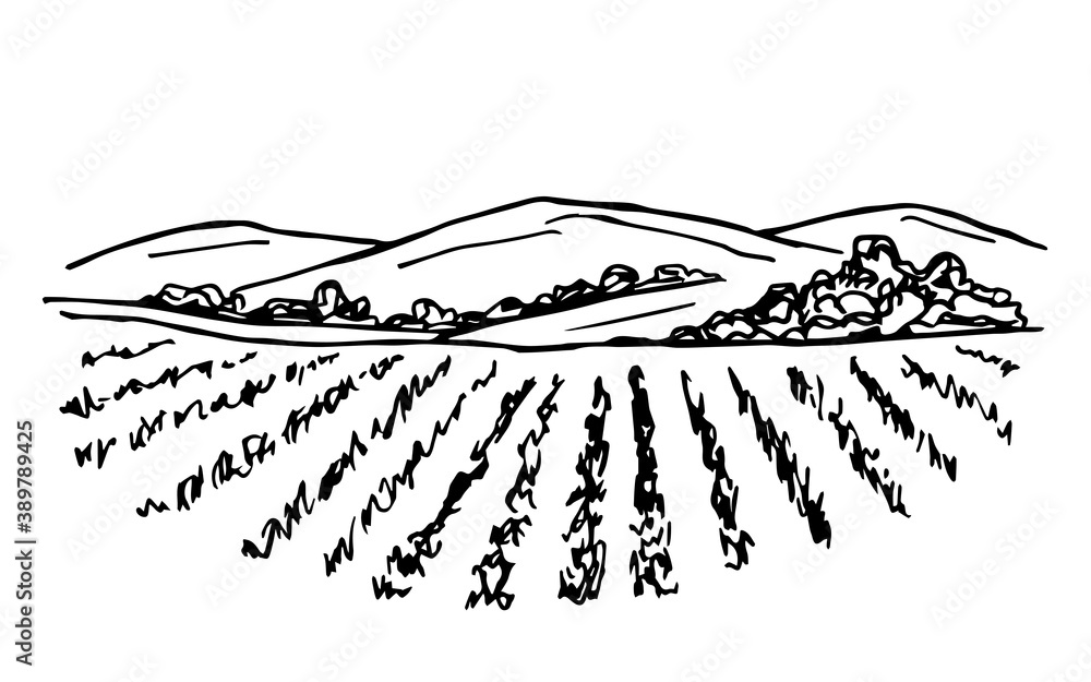 Rural landscape, vineyard, farm field, trees, bushes, mountains on the ...
