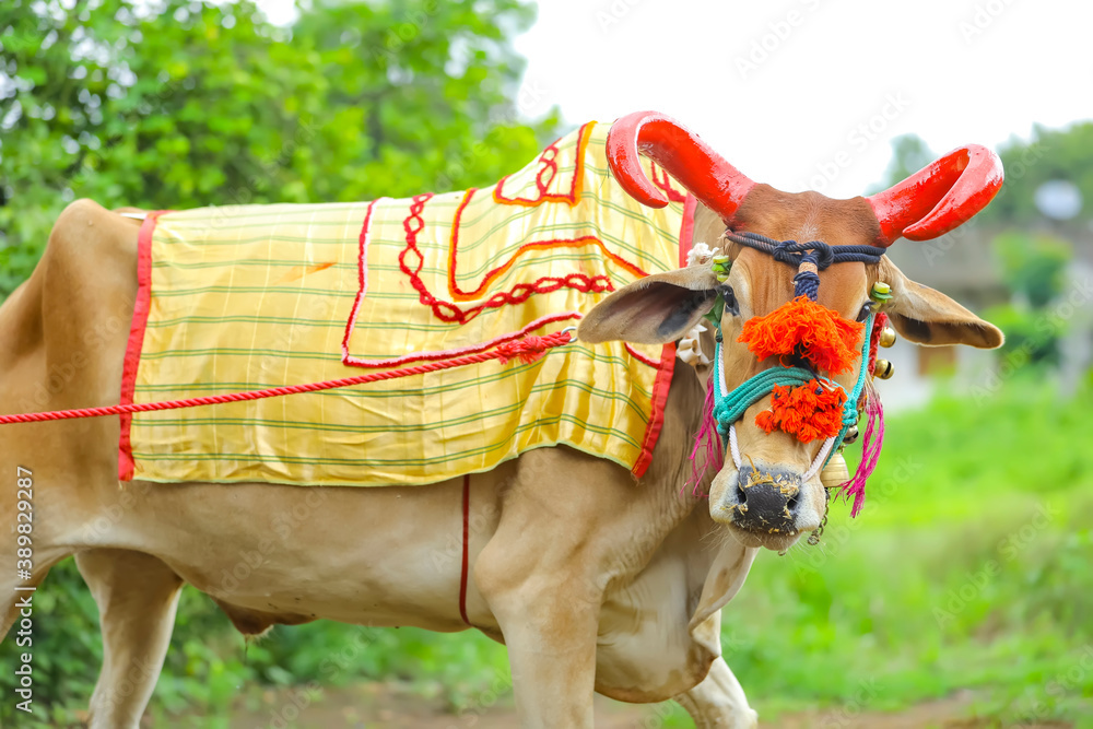 Indian Pola festival , ox festival. Stock Photo | Adobe Stock