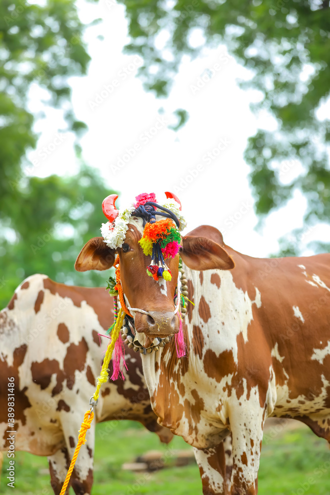 Indian Pola festival , ox festival. Stock Photo | Adobe Stock