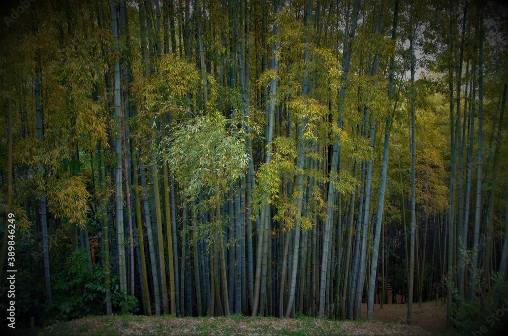 Japan pictures, typical japanese traditional lifestyle, trees ans ...