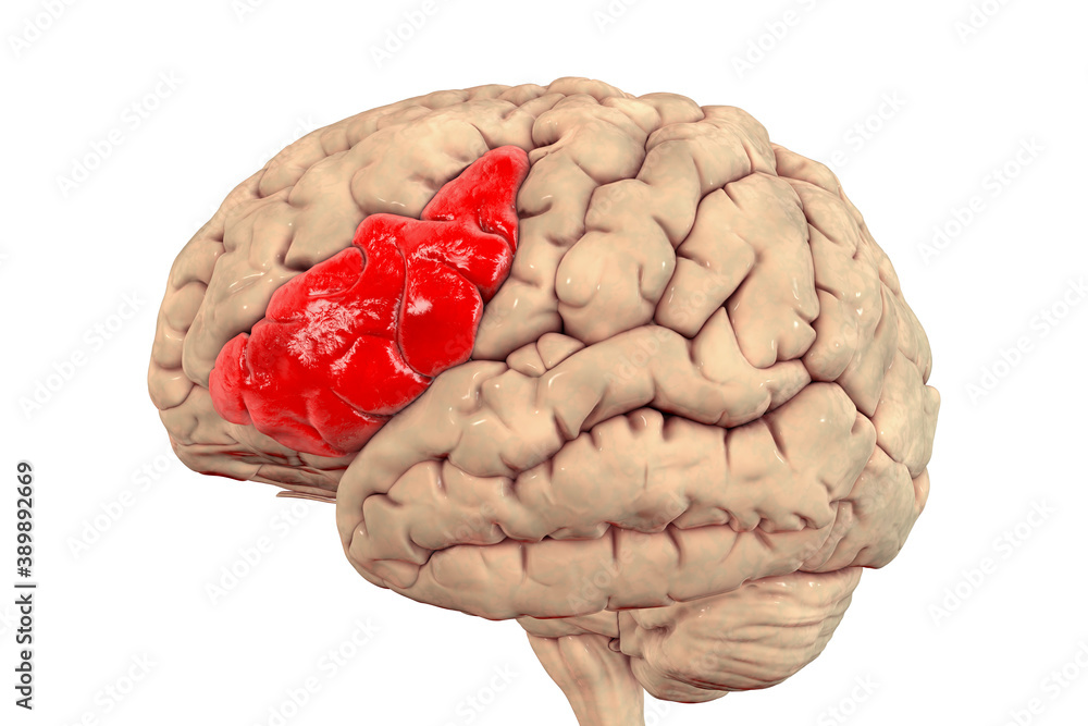 Human brain with highlighted inferior frontal gyrus, 3D illustration ...