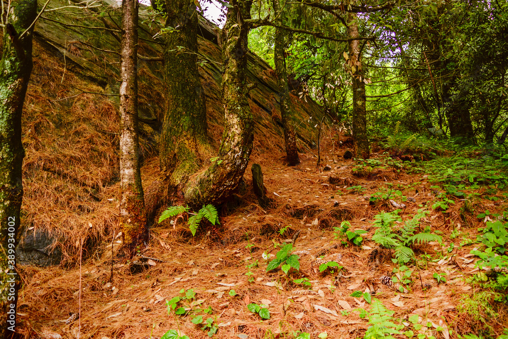 Dry Needle leaves shedded by pine a conifer resinous tree, acidic ...
