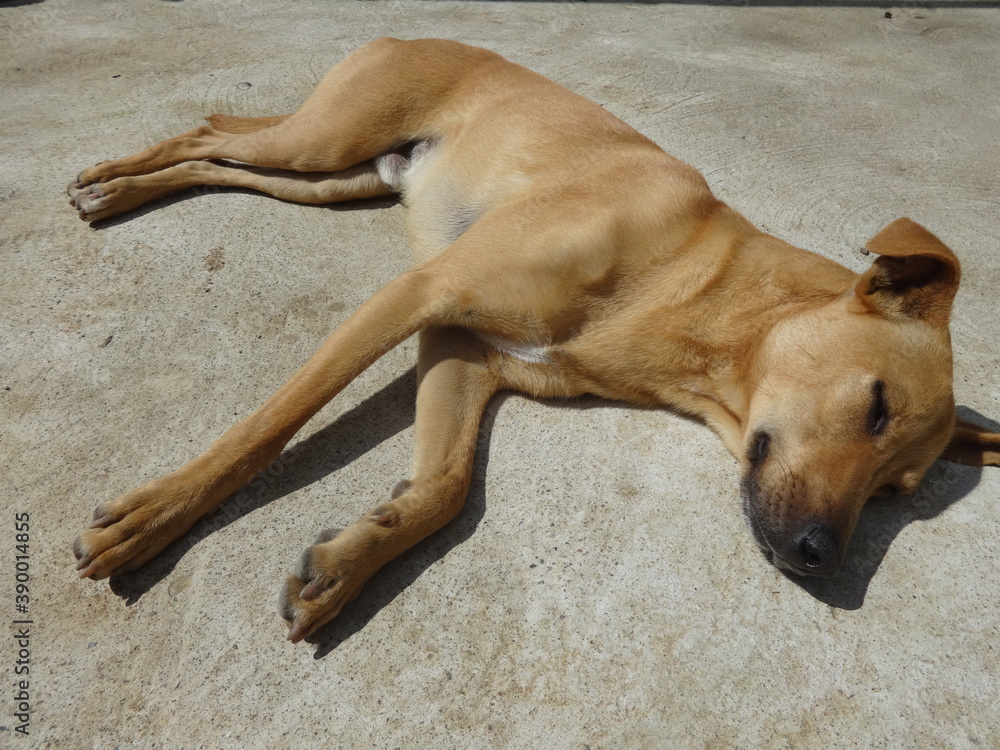 Perro En Azotea o Terraza de San Marcos La Laguna, Sololá, Guatemala C ...