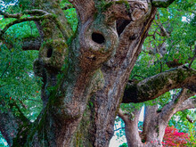 Old Sacred Tree Free Stock Photo - Public Domain Pictures