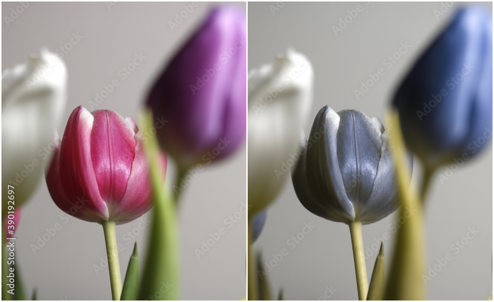 Dog's view, animal dichromacy, dichromats Stock Photo | Adobe Stock