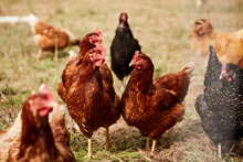 2 Chickens Free Stock Photo - Public Domain Pictures