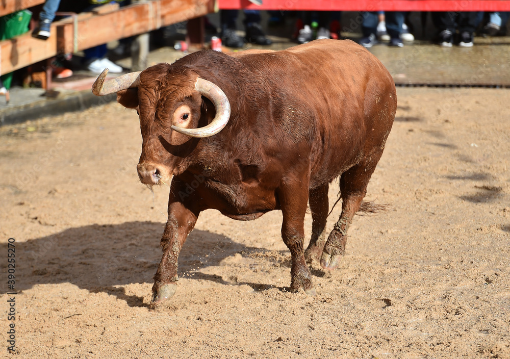 spanish bull on the traditional spectacle of bullfight on the bullring ...