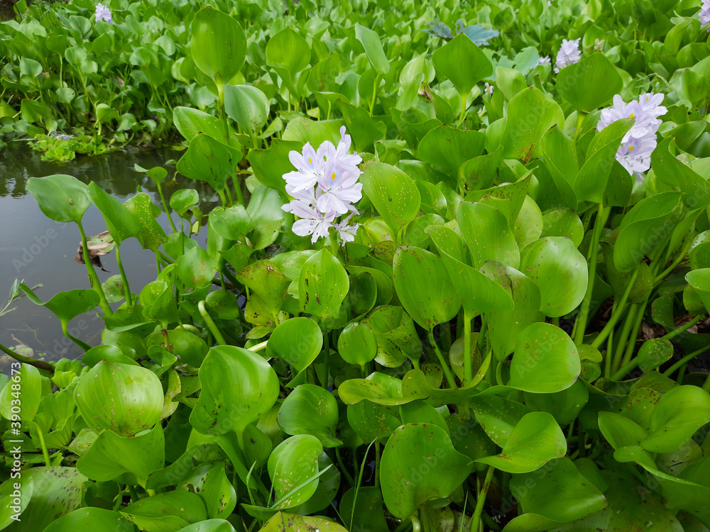 Water hyacinth plants in the India, lilac plant on a green background ...