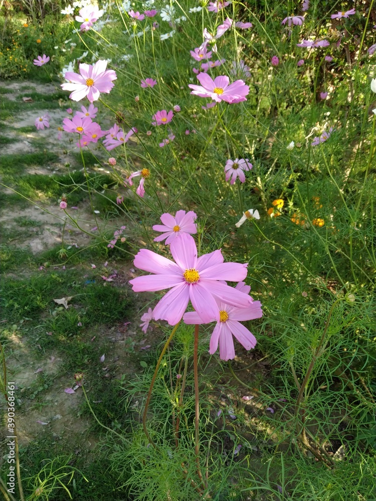 Cosmos is a genus, with the same common name of cosmos, consisting of ...