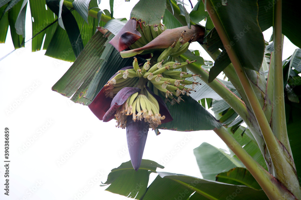 Stock-Foto „mata de sao joao, bahia / brazil - october 25, 2020: banana ...