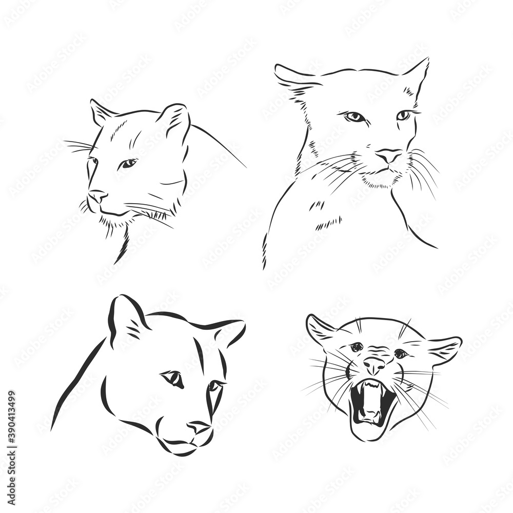 Vetor Hand-drawn ink vector drawing. Wild animal cougar in full growth ...