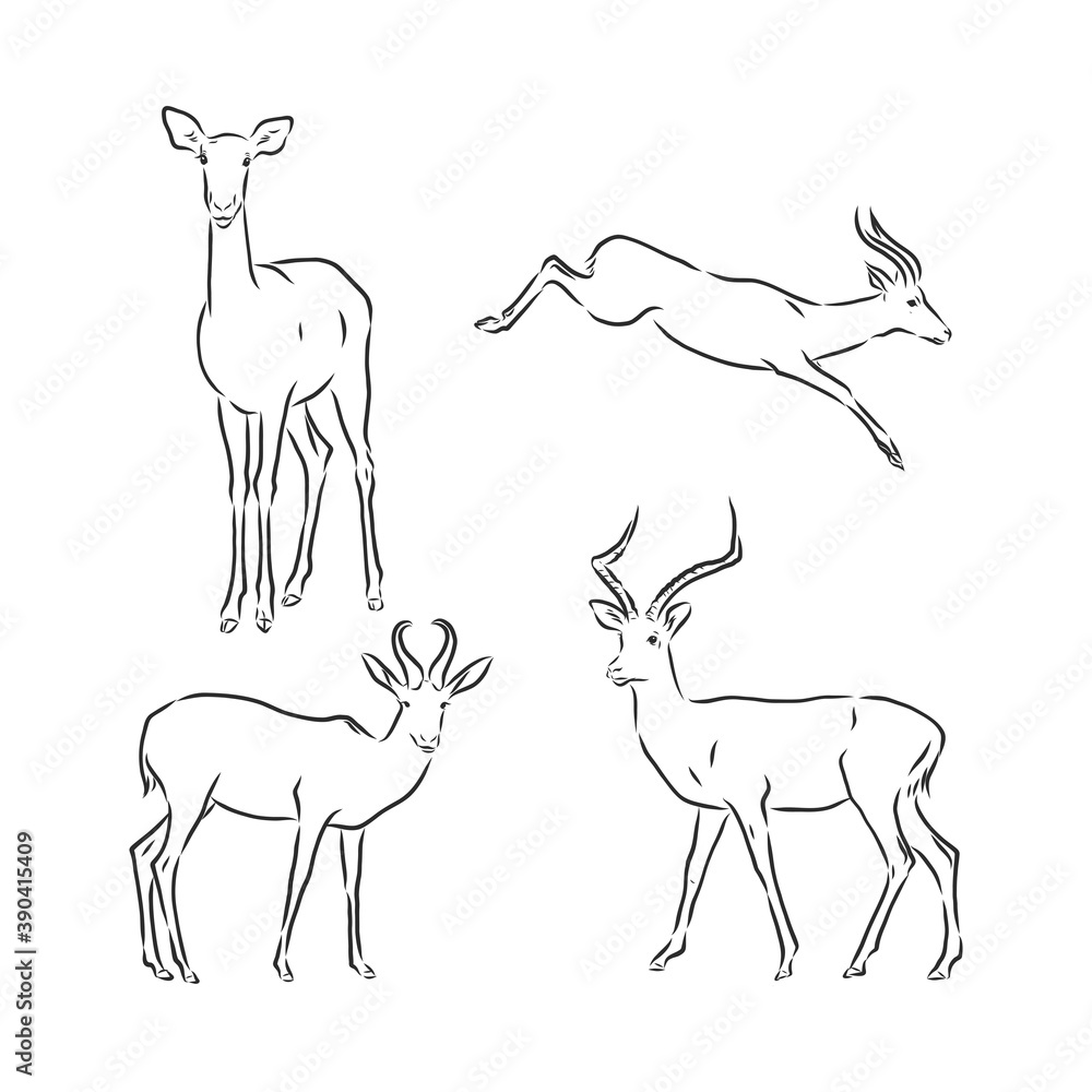 antelope sketch vector graphics black and white drawing. antelope ...