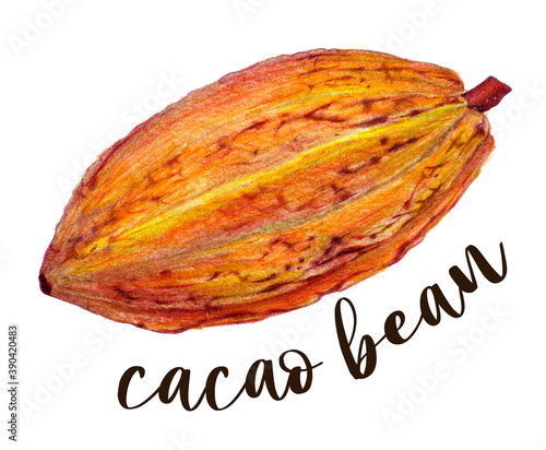 Cacao bean. Chocolate. Cocoa. Professional colored pencil drawing. Food ...