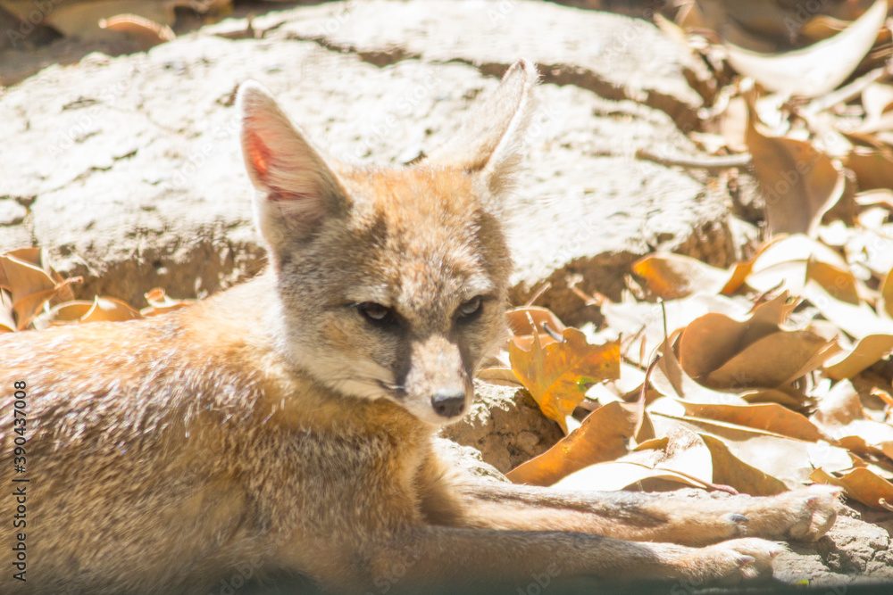 Foto de Stock The Bengal fox (Vulpes bengalensis), also known as the ...