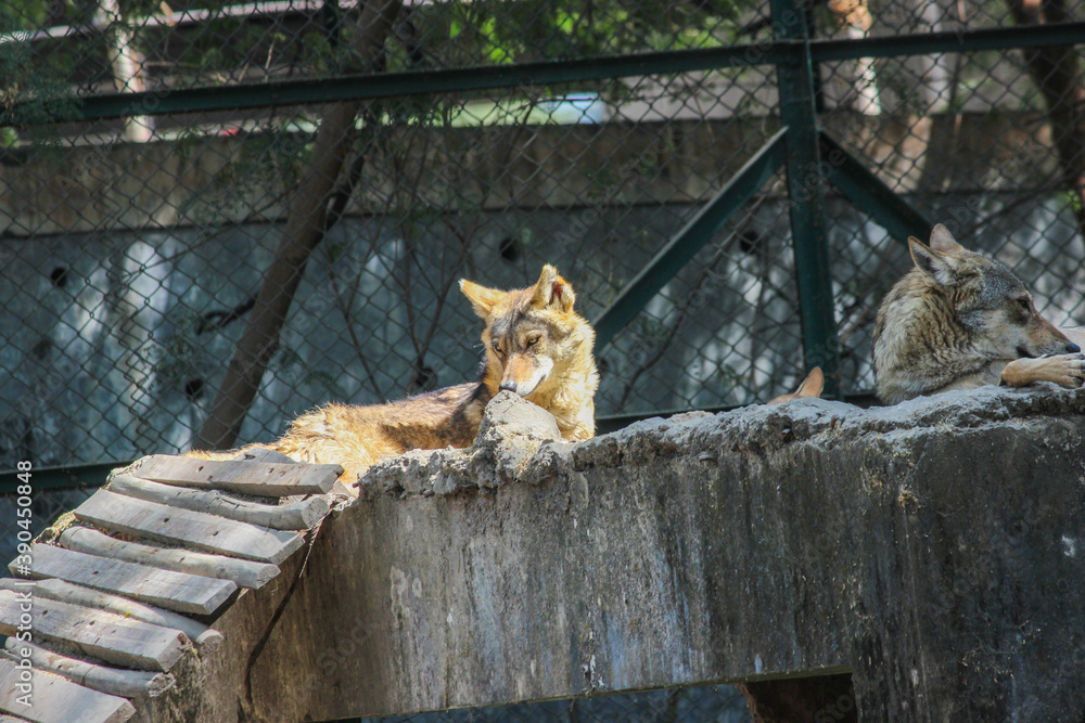 A young male Jackal animal sitting on concrete rooftop in zoo park with ...