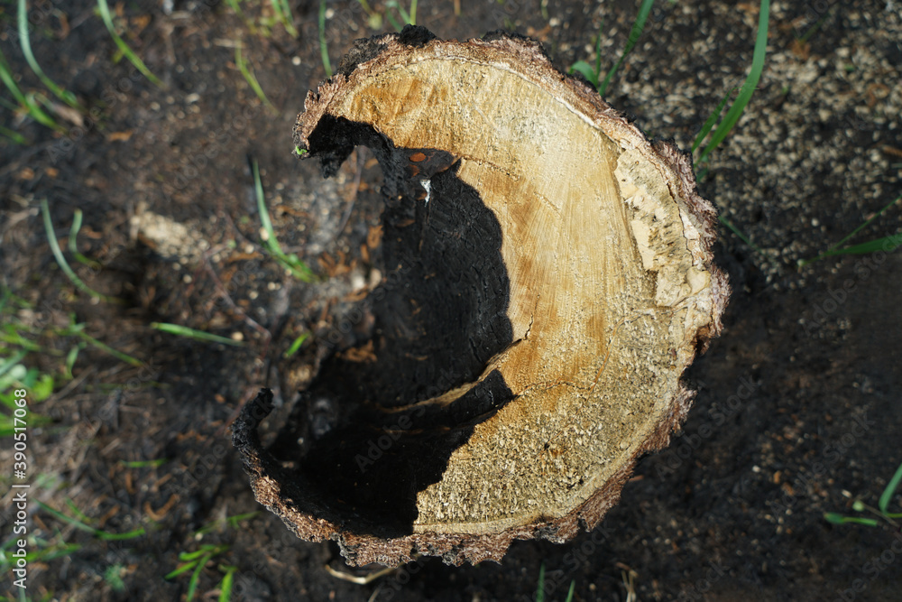 Tree stumps and trees burned by forest fires. Forest fire aftermath ...