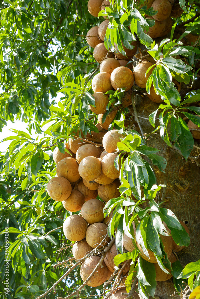 Sal tree or trees in Wednesday's history of Buddhism, Fruit of ...