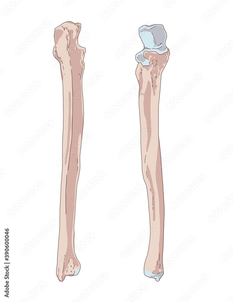 The ulna is a long bone in the forearm. It lies medially and parallel ...