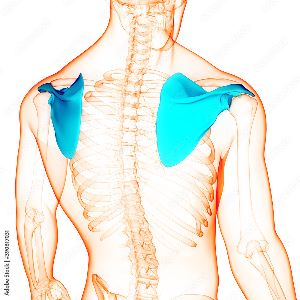 Human Skeleton System Scapula Bone Joints Anatomy Stock Illustration ...