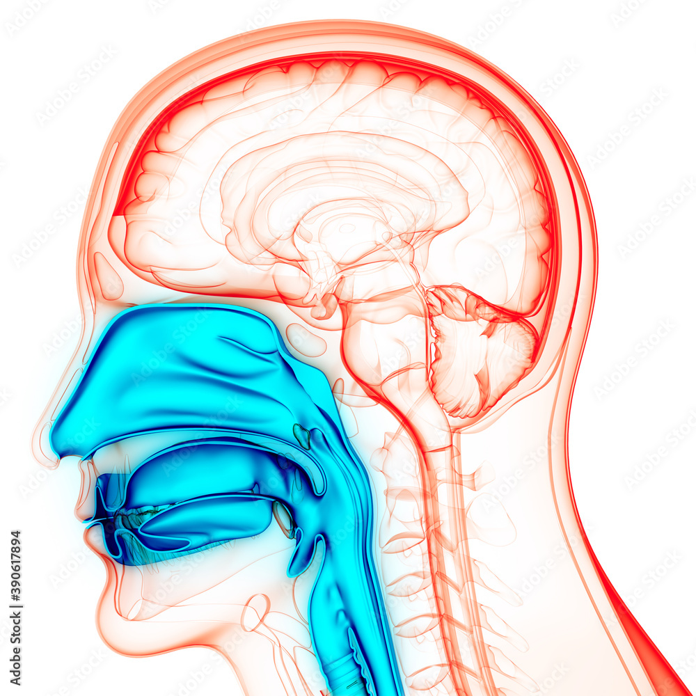 Human Respiratory System Larynx and Pharynx Anatomy Stock Illustration ...