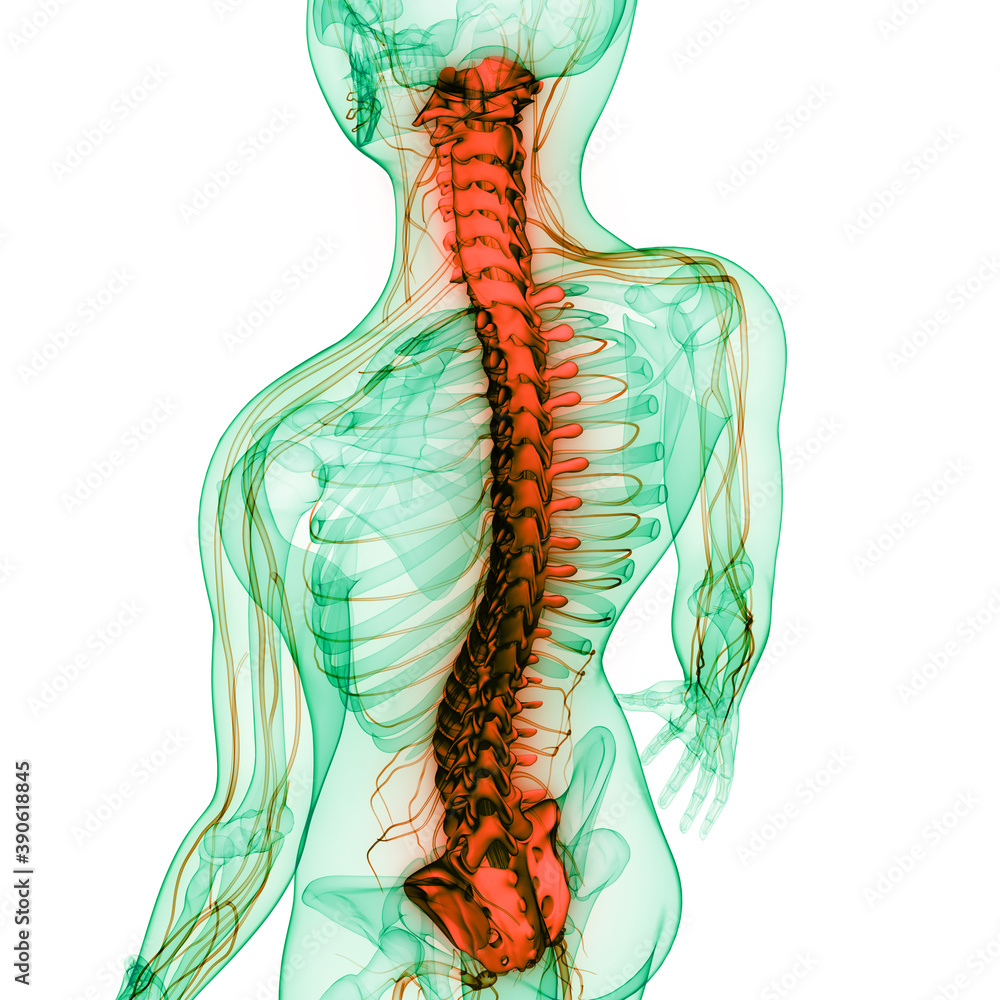 Spinal Cord Vertebral Column of Human Skeleton System Anatomy Stock ...