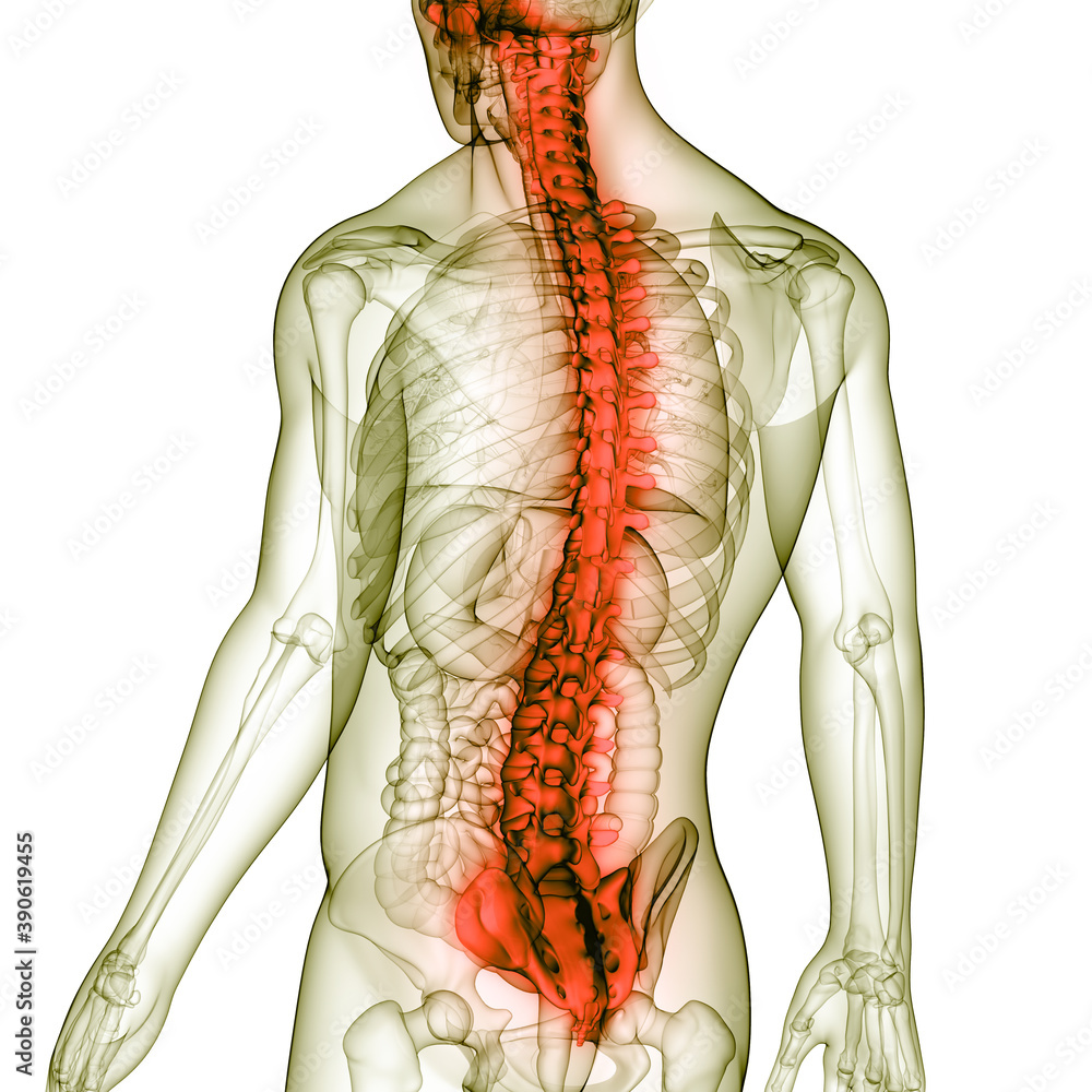 Spinal Cord Vertebral Column of Human Skeleton System Anatomy Stock ...