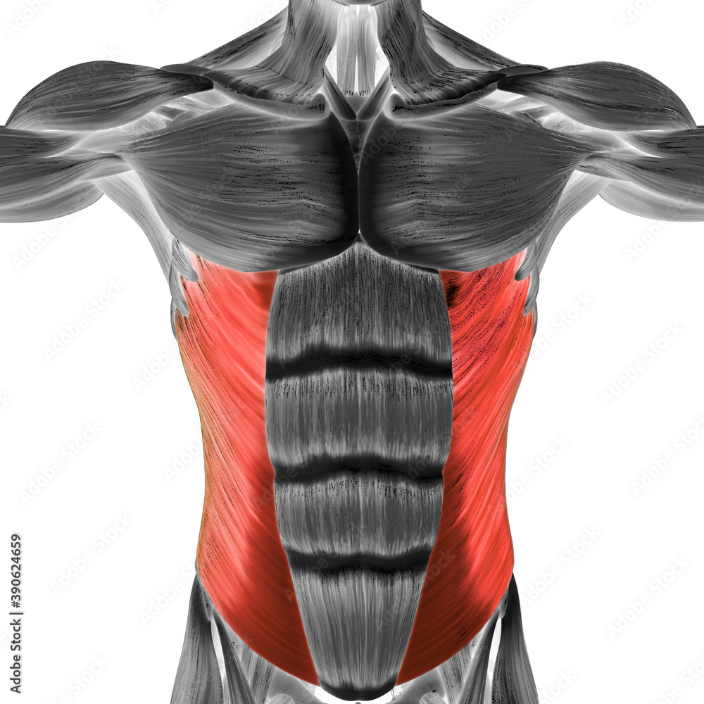 Human Muscular System Torso Muscles Abdominal External Oblique Muscle ...