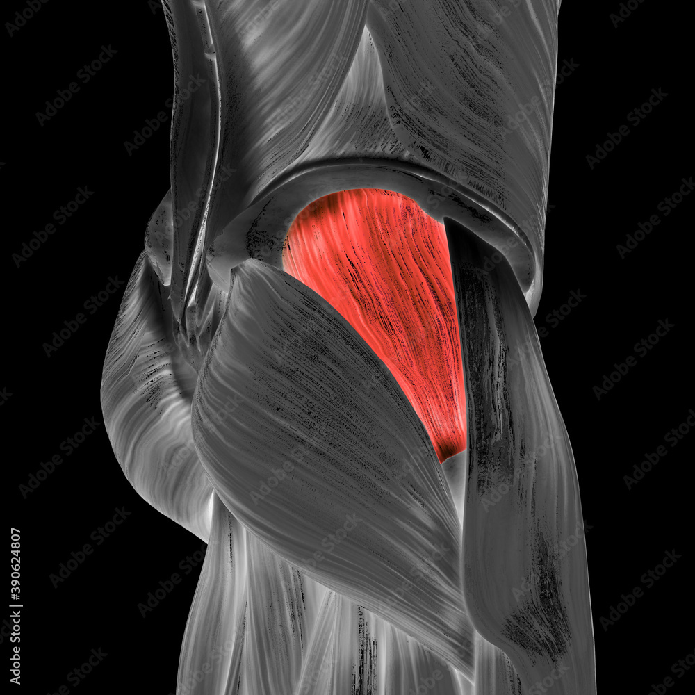 Human Muscular System Leg Muscles Gluteus Medius Muscle Anatomy Stock ...