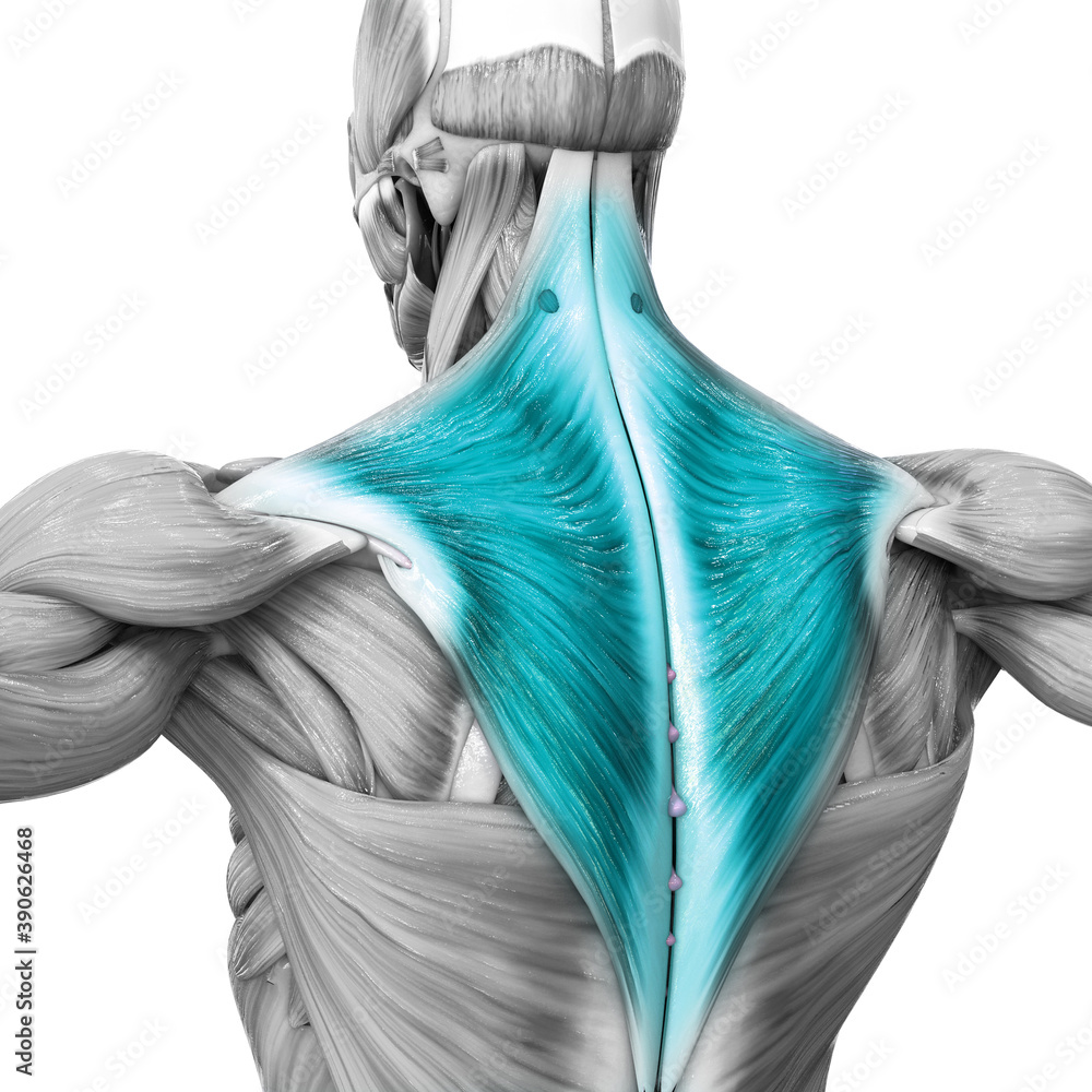 Human Muscular System Torso Muscles Trapezius Muscle Anatomy Stock ...