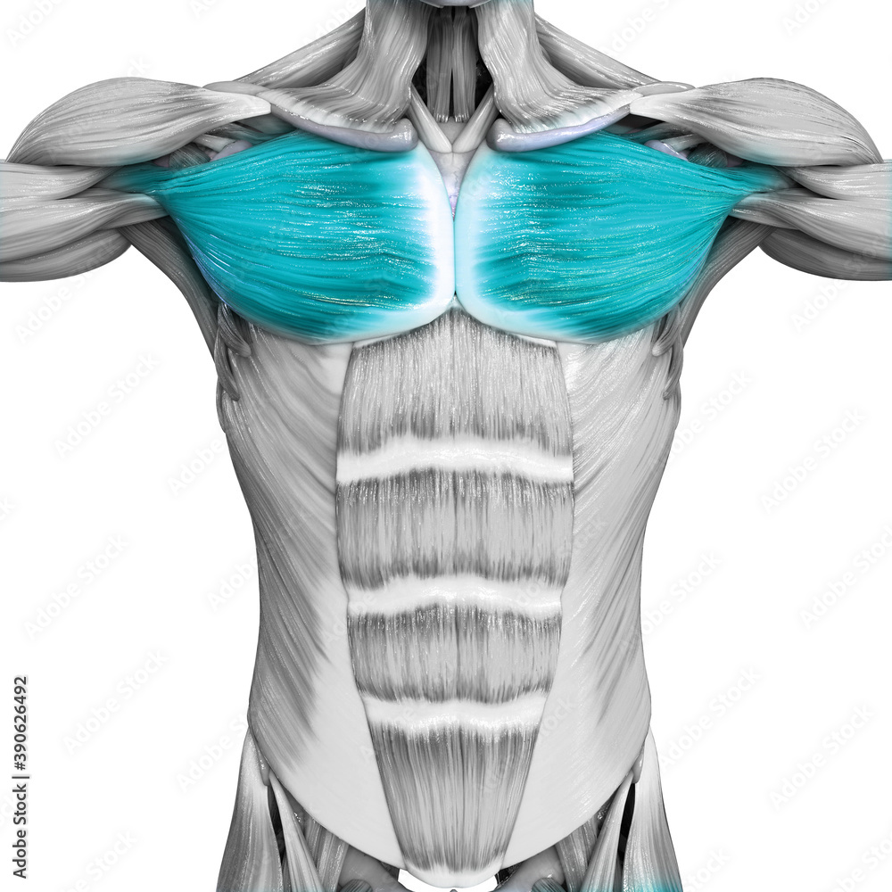 Human Muscular System Torso Muscles Pectoral Muscles Anatomy 素材庫插圖 ...
