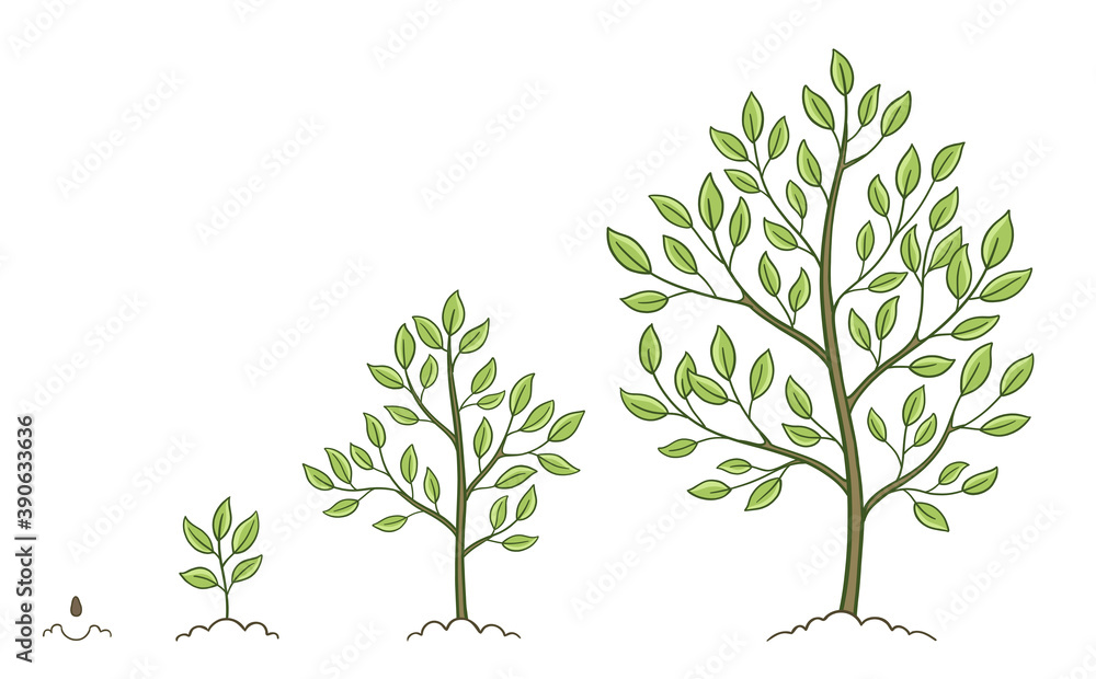 Tree growth stages set. Plant development phases. Animation progression ...