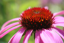 Pink Coneflower And Buds Free Stock Photo - Public Domain Pictures