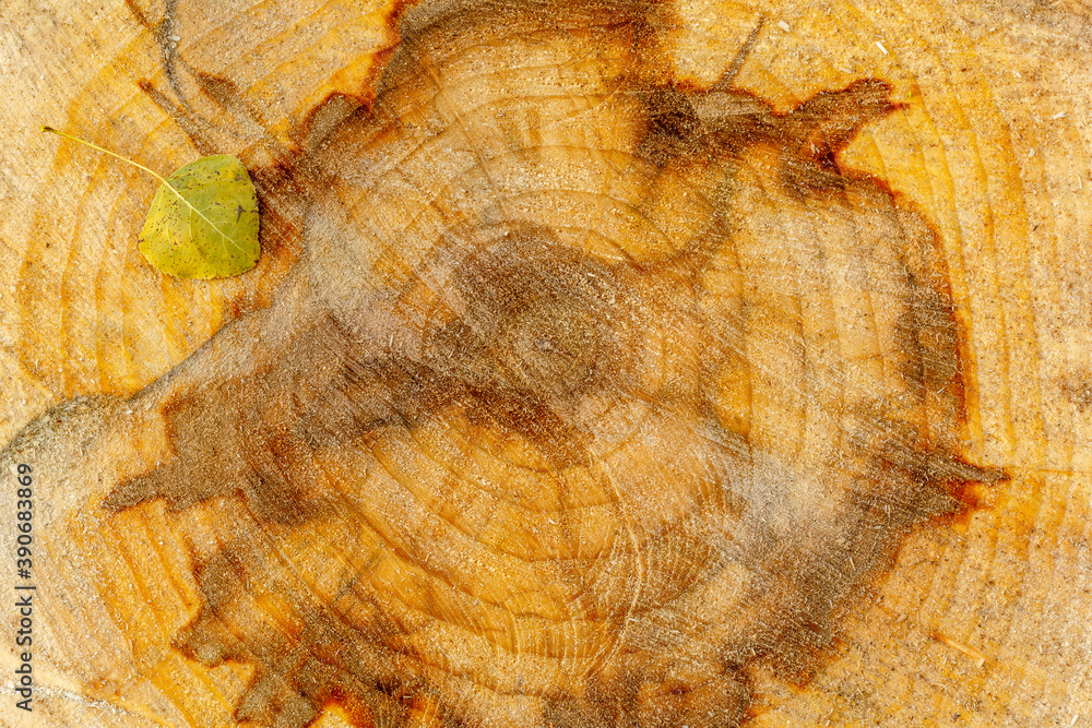 Cross section of poplar trunk and tree leaf. Stock Photo | Adobe Stock