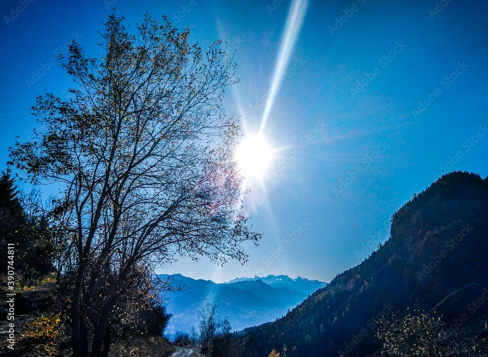 sun and tree 3 light of the sun into a tree soleil et arbre 3 lumière ...