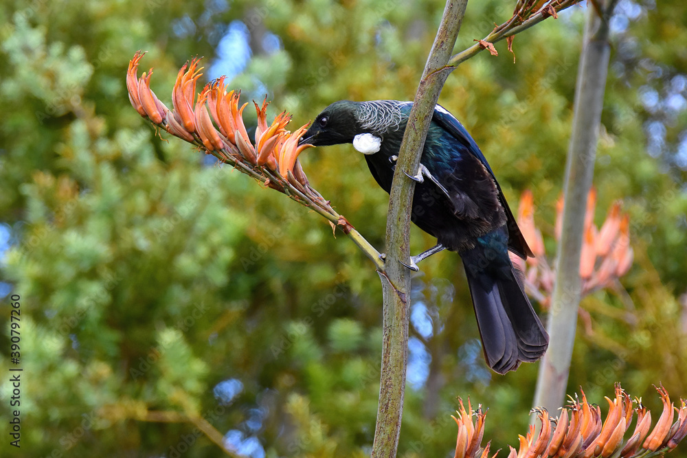 Tui is unique to New Zealand and belong to the honeyeater family ...