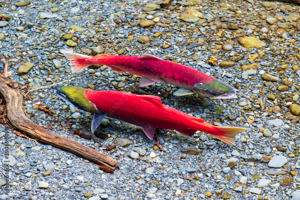 wild, red sockeye salmon spawning in a clear forest stream in Alaska ...