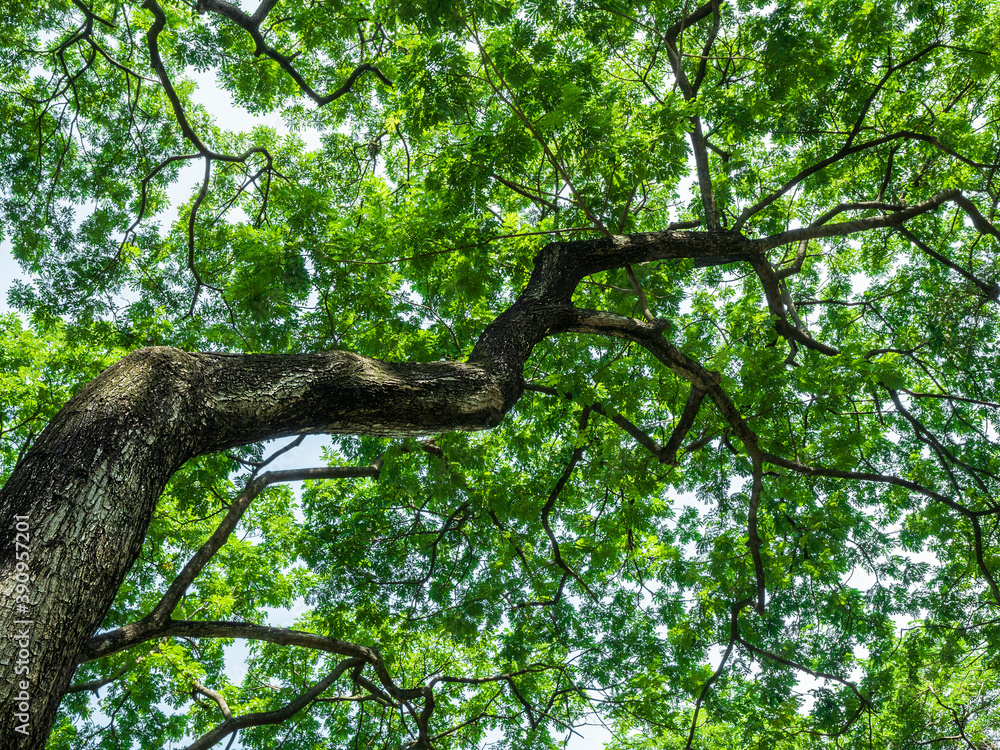 big tree branch and leaves a nature green leaf background of monkey pod ...
