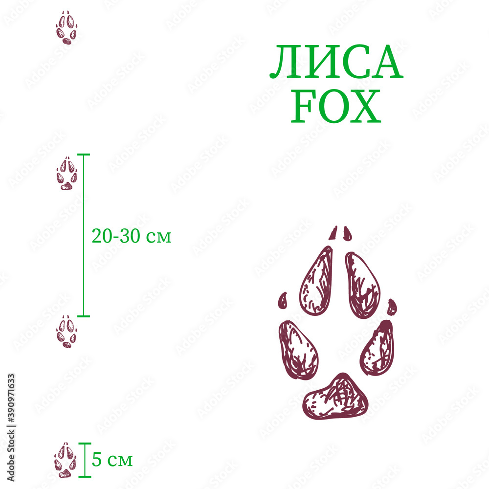 Стоковое векторное изображение «fox marks. dimensions of fox footprints ...