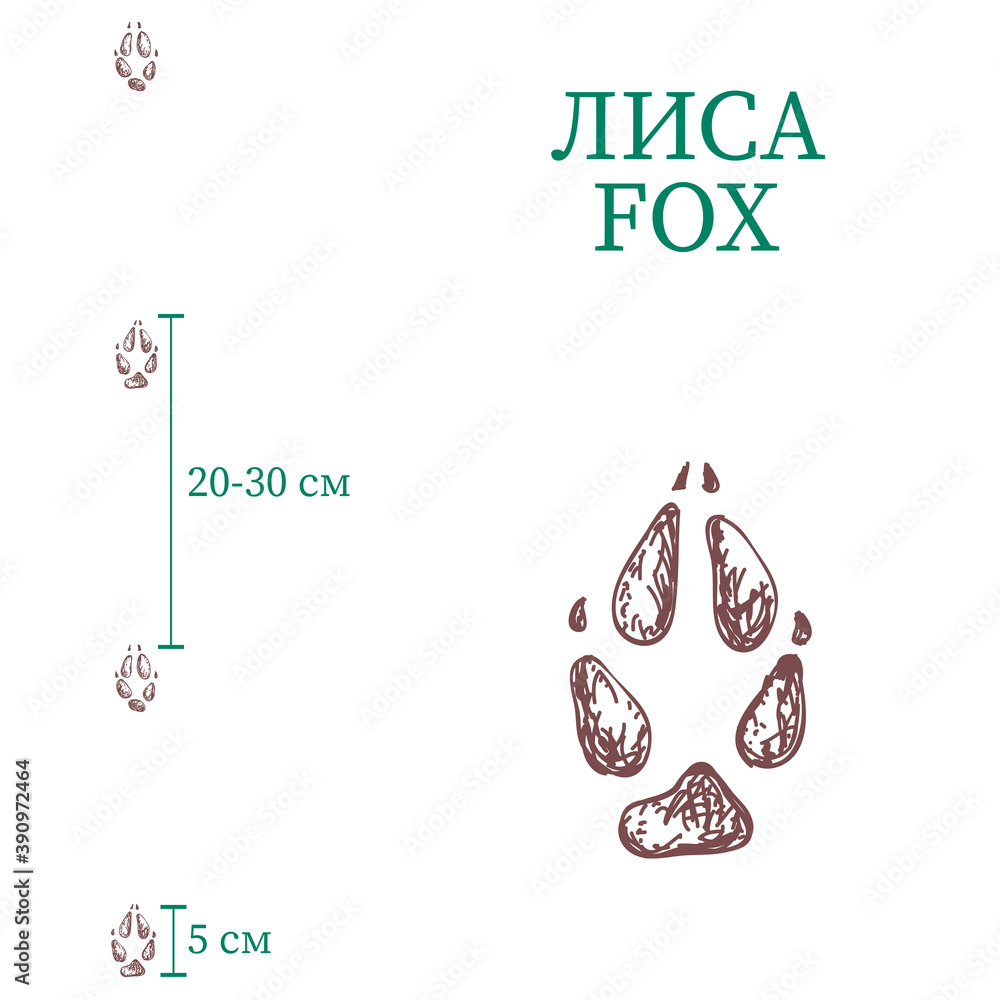fox marks. dimensions of fox footprints. vector image of animal paws ...