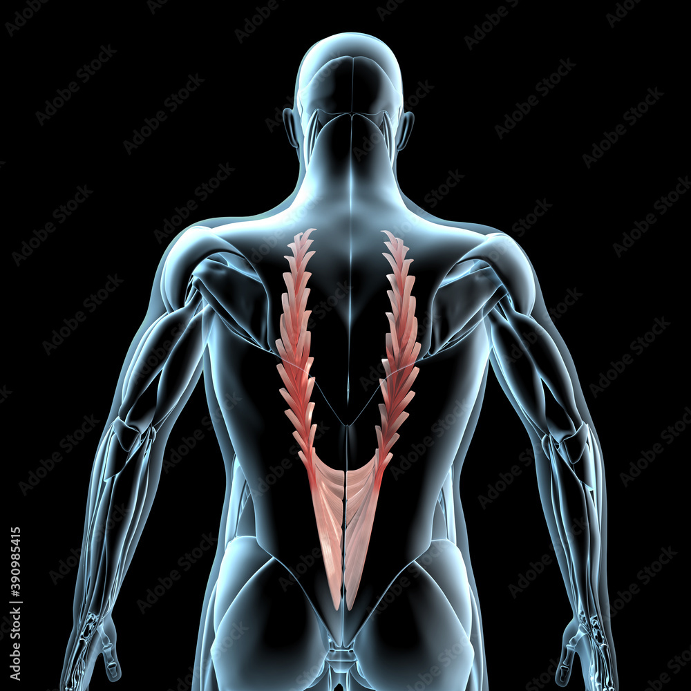3d Illustration of the Longissimus Thoracis Muscles on Xray Musculature ...