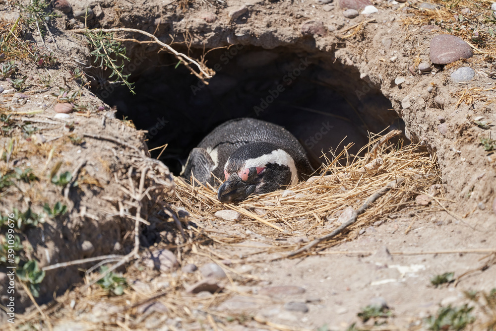 Spheniscus magellanicus, Magellanic Penguin at the cabo dos bahias in ...