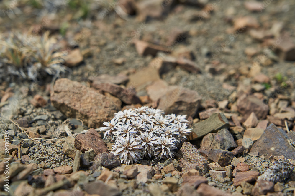 Hardy little white flower growing on rocky and dry ground in glacier ...