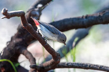 Mistletoe Birds Free Stock Photo - Public Domain Pictures